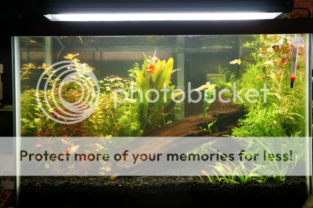 My 20g High tank ..... | The Planted Tank Forum