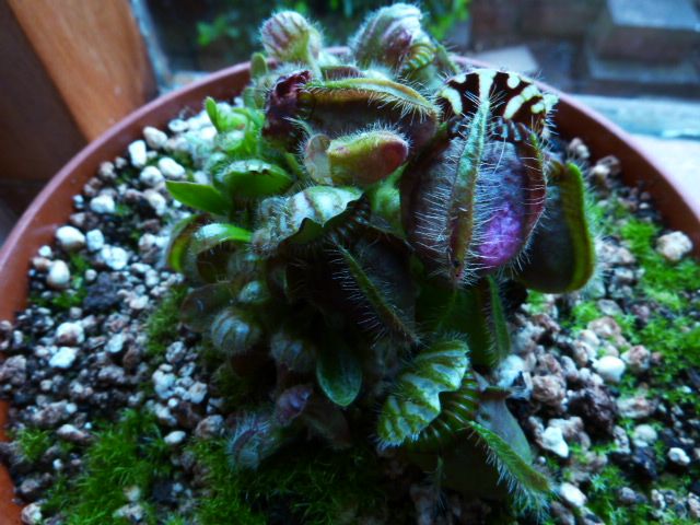 Cephalotus plant challange accepted - FlyTrapCare Forums