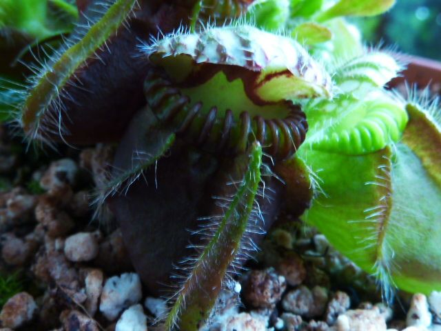 Cephalotus plant challange accepted - FlyTrapCare Forums